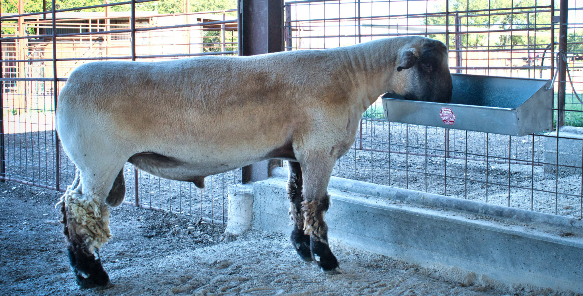 Hanging Creep and Hay Manger Feeder - Gray - Big Dawg Feeders